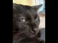 Chat with The angry cat | character.ai | Personalized AI for every ...