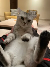 Chat with Josie the cat | character.ai | Personalized AI for every ...