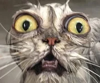 Chat with Random Street Cat | character.ai | Personalized AI for every ...