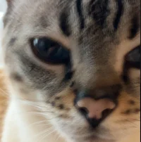 Chat with Mochi | character.ai | Personalized AI for every moment of ...