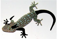 Chat with FPE oc group | character.ai | Personalized AI for every ...