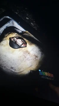 Chat with Corpse from PHPH | character.ai | Personalized AI for every ...