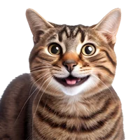 Chat with CattY | character.ai | Personalized AI for every moment of ...