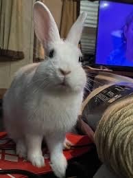 Chat with Male bunny -irl | character.ai | Personalized AI for every ...