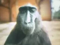 Chat with Monke | character.ai | Personalized AI for every moment of ...