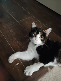 Chat with Its my new cat bella | character.ai | Personalized AI for ...