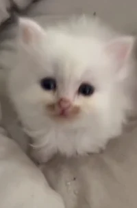 Chat with Mochi | character.ai | Personalized AI for every moment of ...