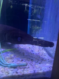 Chat with Alligator Gar | character.ai | Personalized AI for every ...