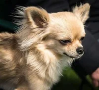 Chat with Gracie Dog | character.ai | Personalized AI for every moment ...