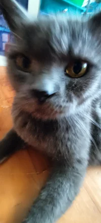 Divinely (@divine_meowsmeows) | character.ai | AI Chat, Reimagined–Your ...