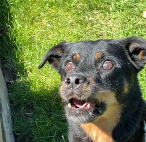 Chat now with Tessie the Dog · created by @RB_Dooley