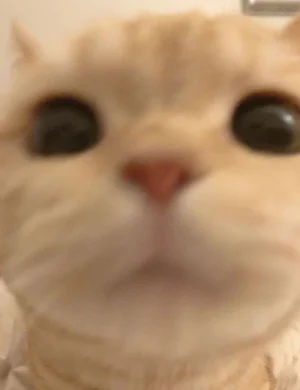 Chat now with Copi · created by @CopiTheCat